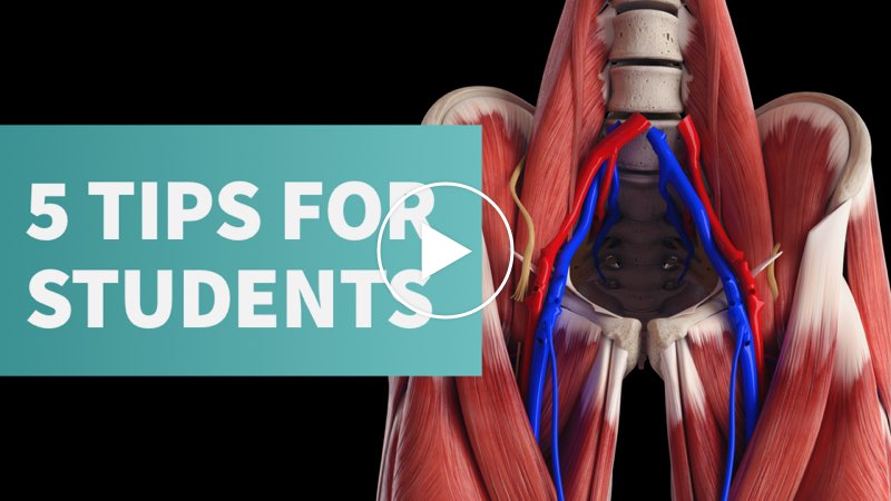 Study Tips For Anatomy