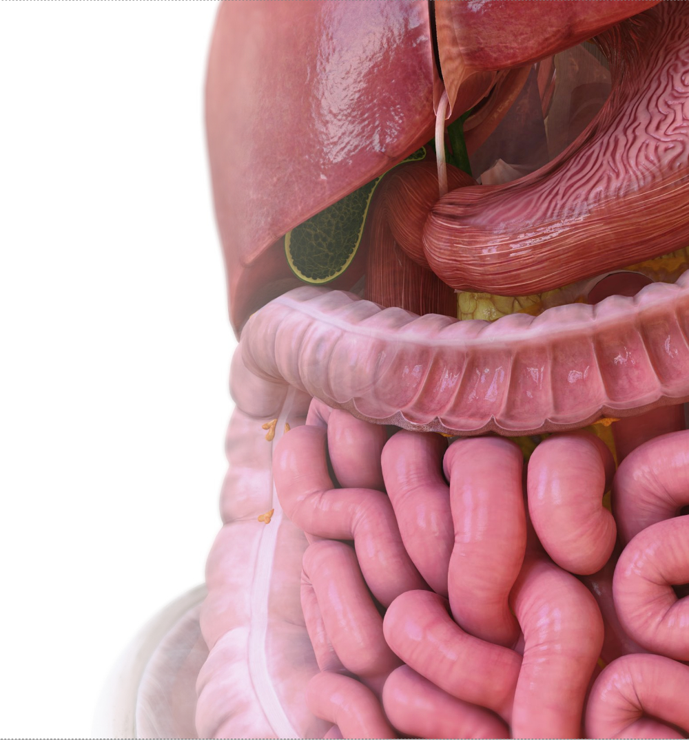 Guided Dissection: The Abdomen